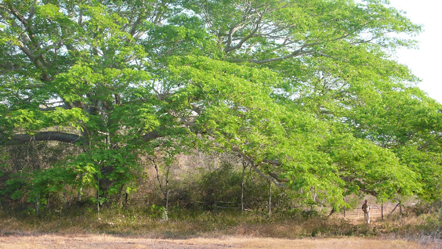 An Alaskan in Yucatán: Nature: The Tree