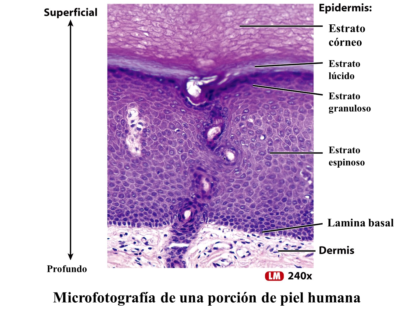Morfofisiologia I: HISTOLOGÍA