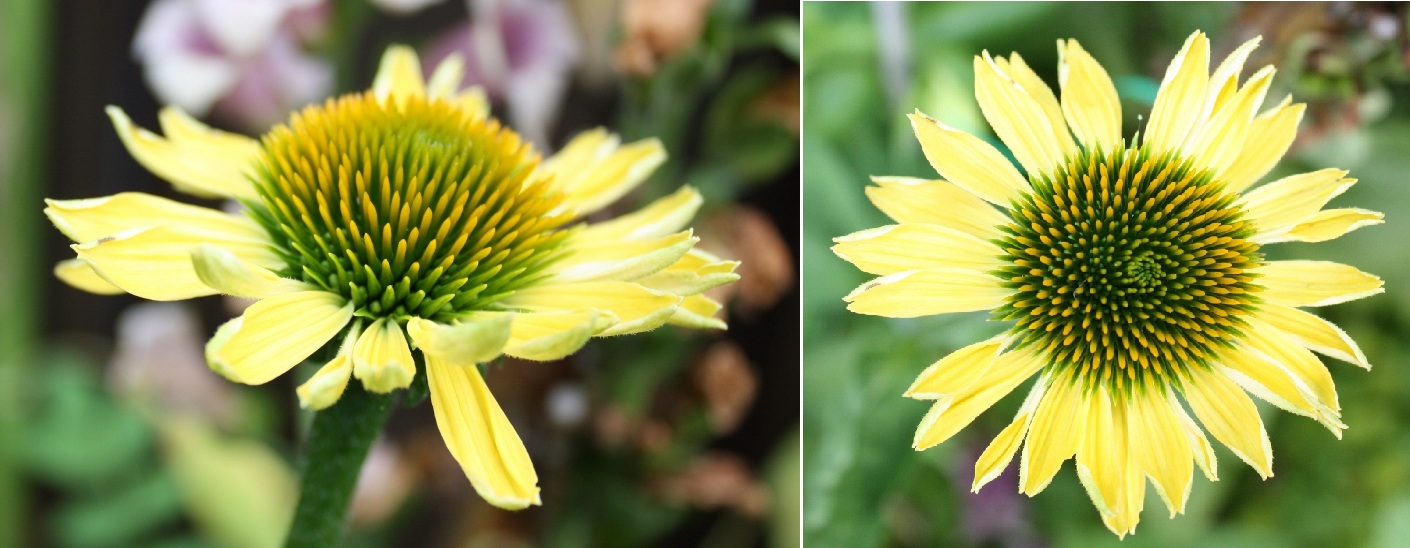 Heléns Trädgårdsplätt: ¤ Mina blommor