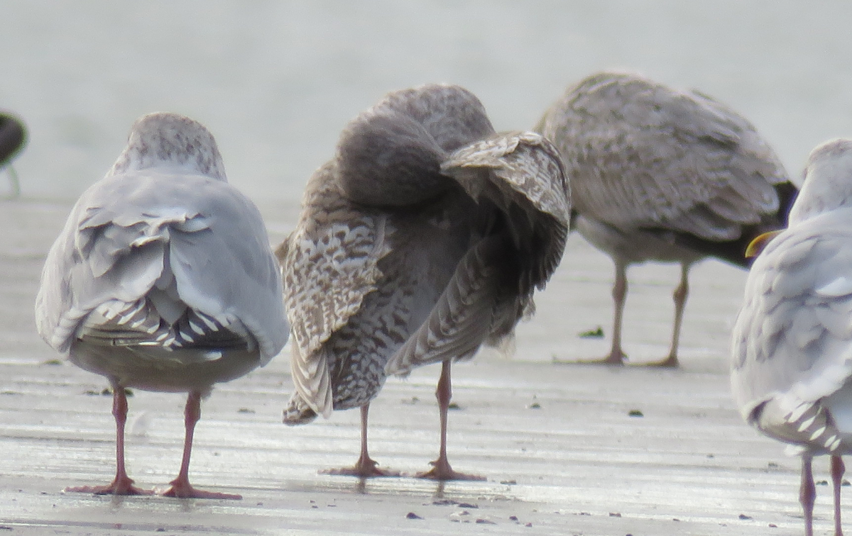 Kerry Birding: Glaucous Gull hybrid