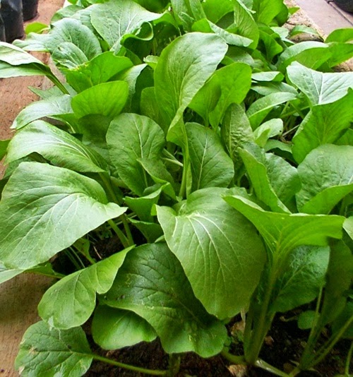 Budidaya Sawi - Cararu