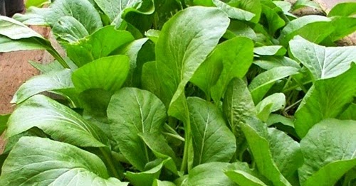 Budidaya Sawi - BUDIDAYAKU