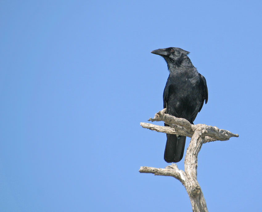 World Of Wallpapers: World Biggest Crow