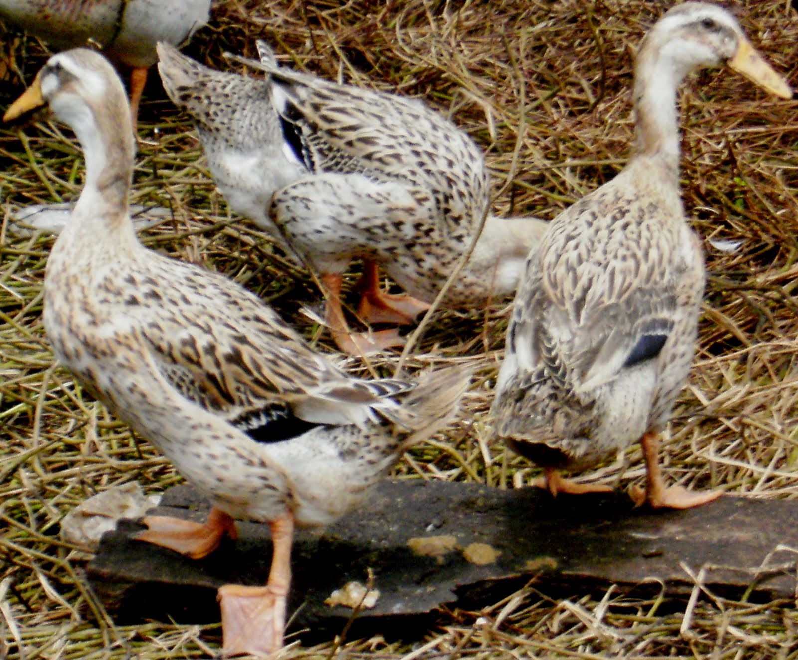 Informasi Hewan dan Tanaman : Itik Alabio