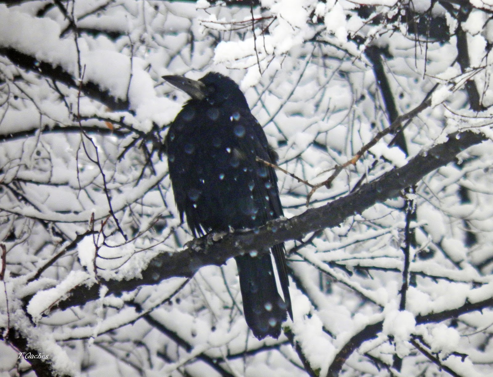 PASARI DIN ROMANIA: CIOARA DE SEMANATURA, Corvus frugilegus