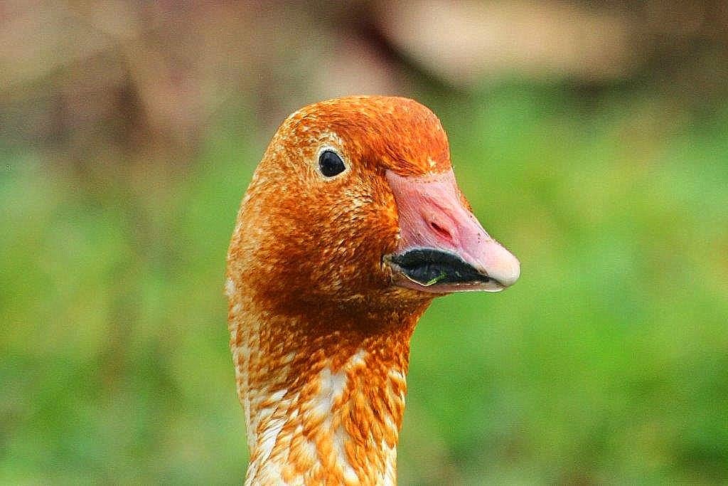 BARRY the BIRDER: Orange Snow Goose