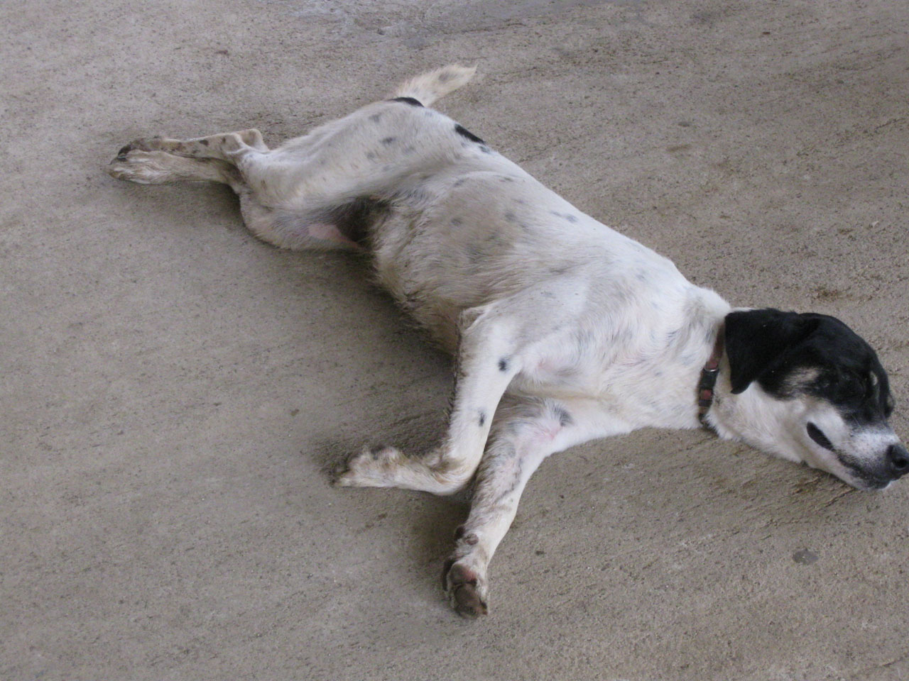 COMO ENSEÑAR A UN PERRO A HACERSE EL MUERTO