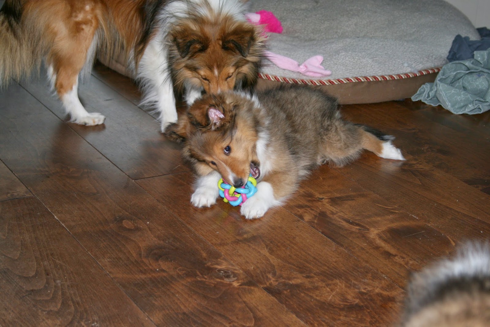 Hyper Hounds Shelties