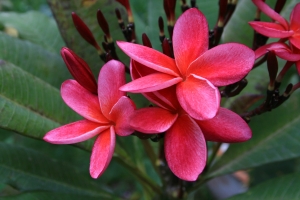 Bunga Kamboja Warna Merah | Gambar Bunga