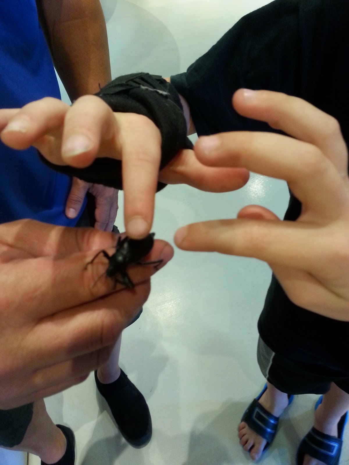 Six Little Ducklings: Insect Lore Bugseum