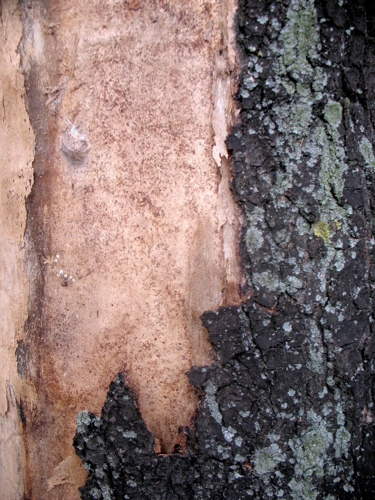 INTERFERENTE: Structuri scoarta copac