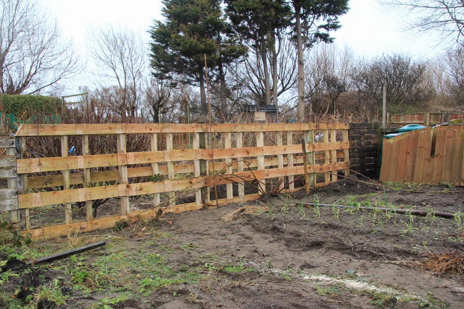 Allotment #65: Fence building on the plot