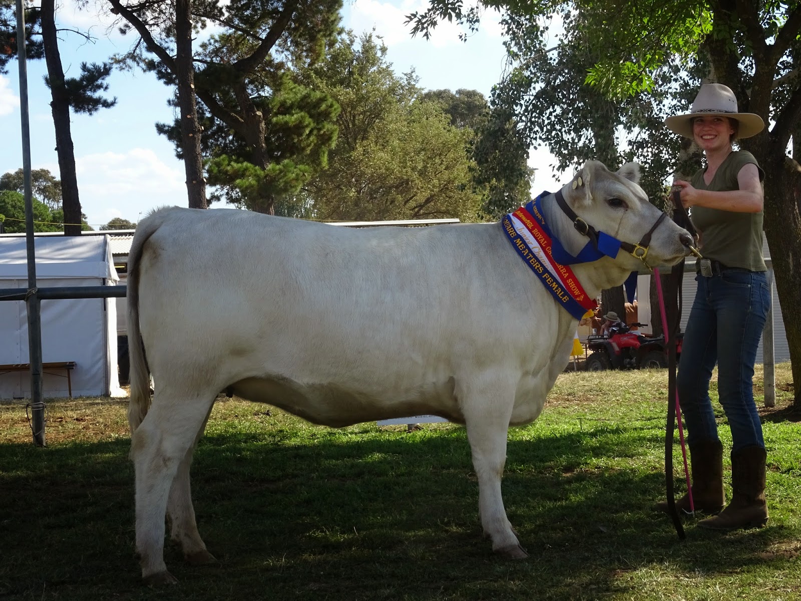 JAVID SQUARE MEATERS CATTLE STUD: COMPETITIONS