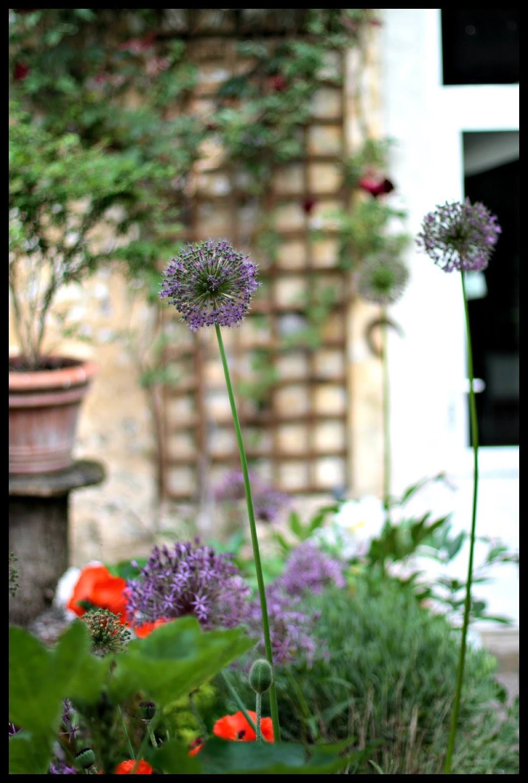 Le jardin des poussins: Un ail, des ails