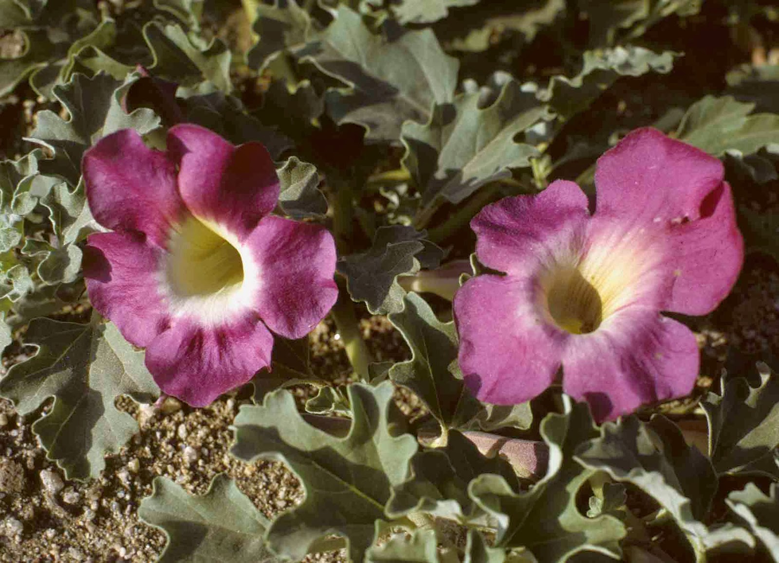 ΑΡΠΑΓΟΦΥΤΟ - Harpagophytum Procumbens | ΒΟΤΑΝΟΘΕΡΑΠΕΙΑ . ΘΕΡΑΠΕΥΤΙΚΑ ...