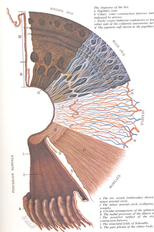 Profesionales de la salud asociados: Anatomia del iris