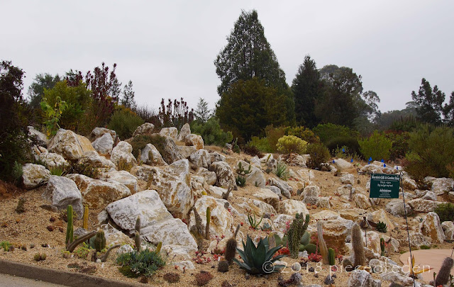 A Visit To UC Santa Cruz Arboretum