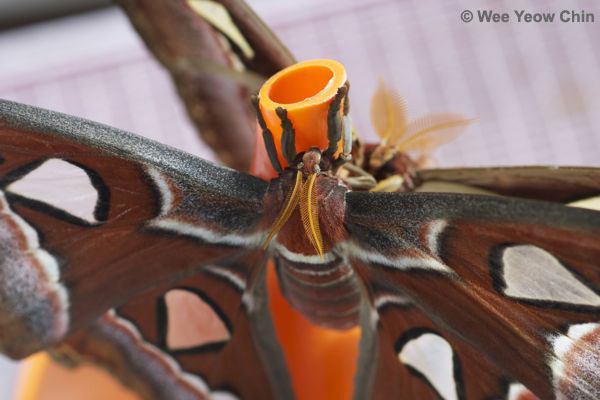 Atlas Moth Face