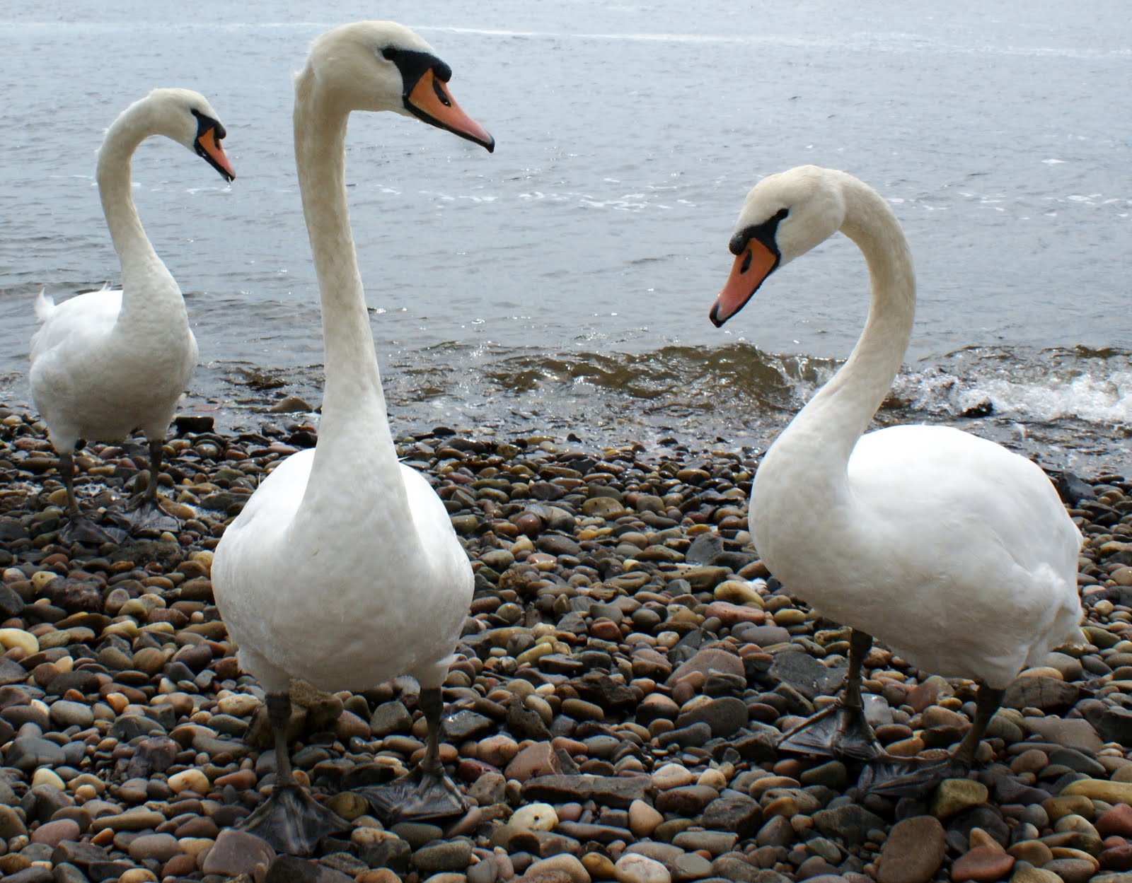 Tour Scotland: Tour Scotland Photograph And Video Swans Broughty Ferry ...