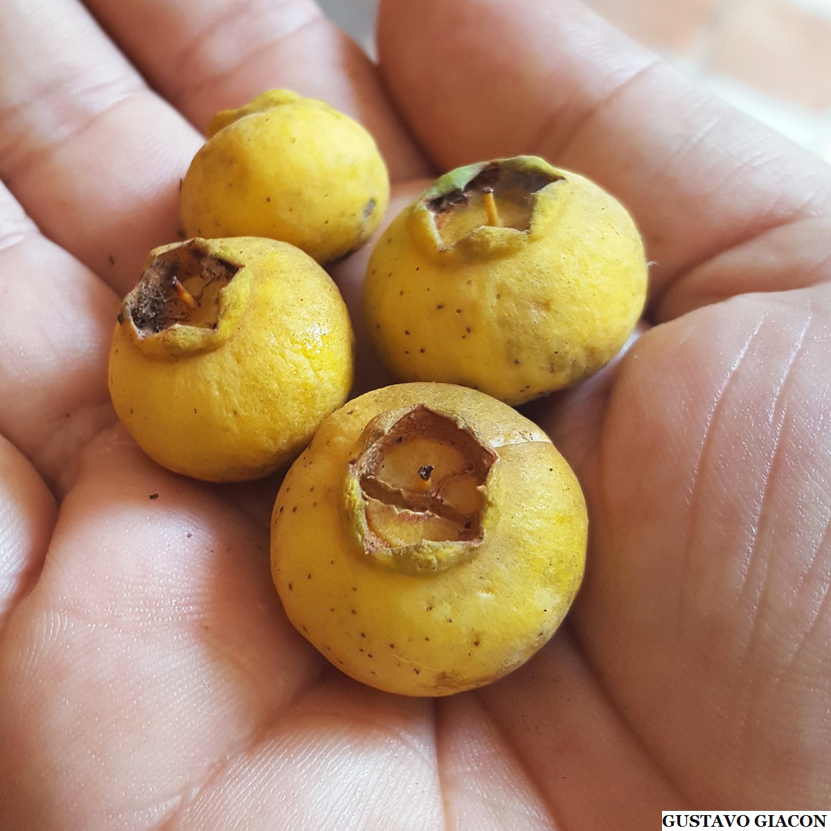 Viveiro Ciprest - Plantas Nativas e Exóticas: Guabiroba Amarela Folha ...