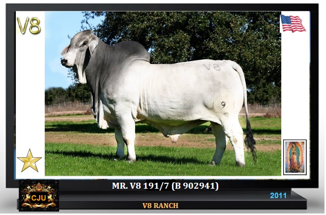 CEBÚ ♥ ♥ ♥ ZEBÚ♔♕♖♗♘ LA PASIÓN POR EL #CEBÚ #ZEBU: MR. V8 191/7 (B ...