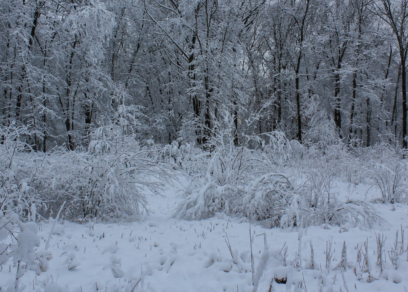 Red House Garden: Third Winter's the Charm
