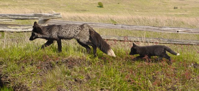 Orca Watcher: Cute Baby Fox Photos