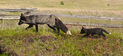 Orca Watcher: Cute Baby Fox Photos
