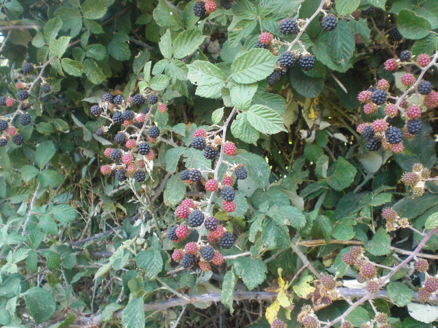 Perfumes y luces de Extremadura: Zarza. Rubus ulmifolius.