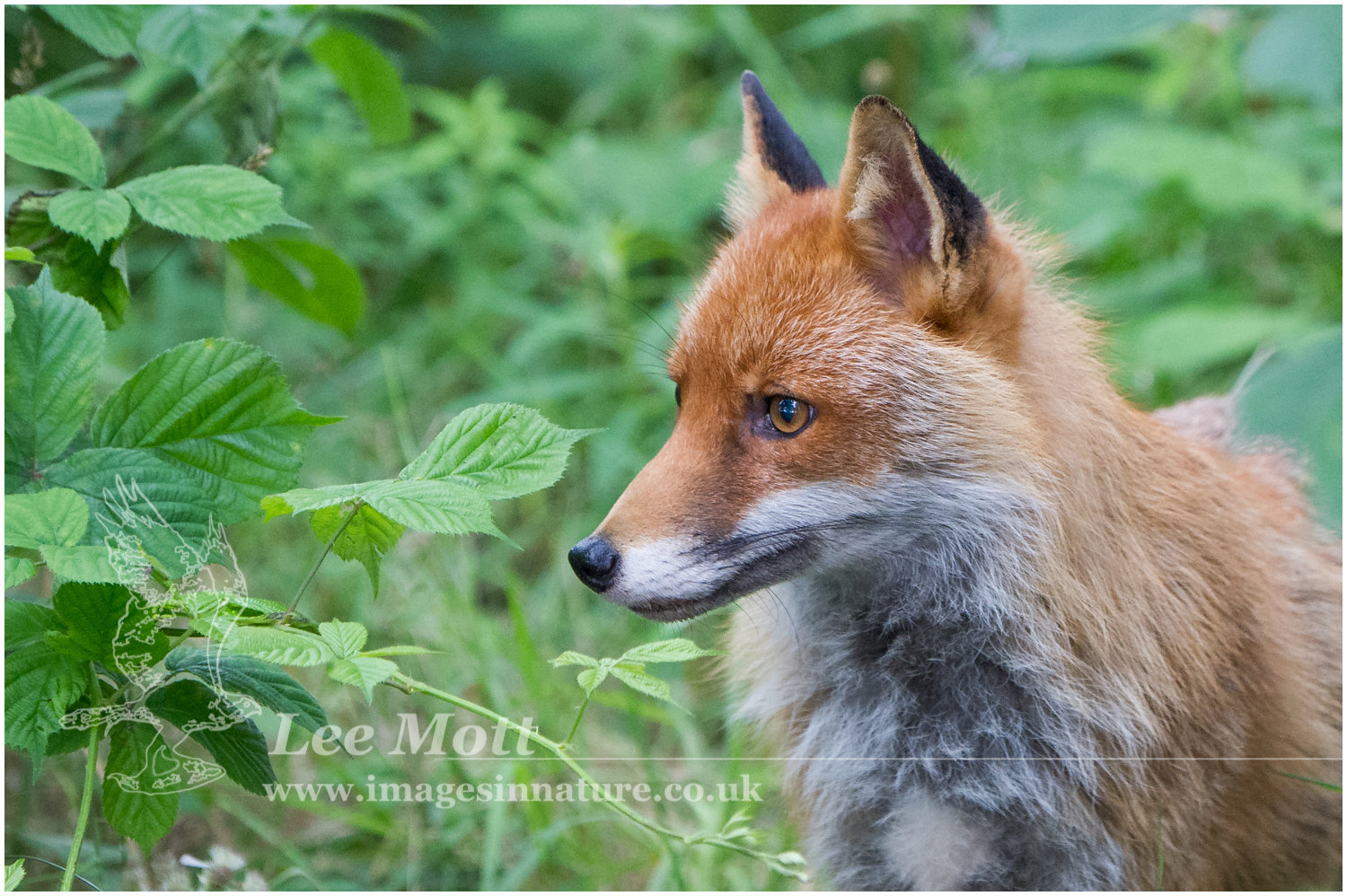 Lee Mott Photography