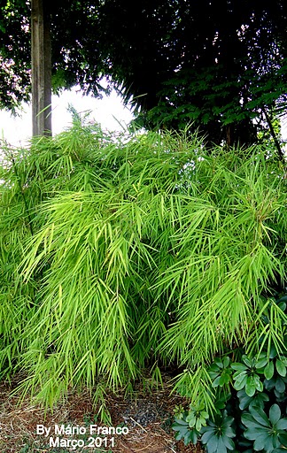 Meu Cantinho Verde: BAMBUZA - ( Bambusa gracilis )