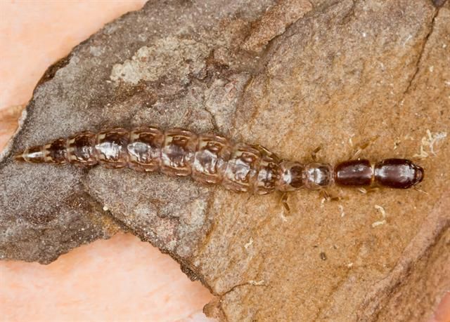 Real Monstrosities: Snakefly
