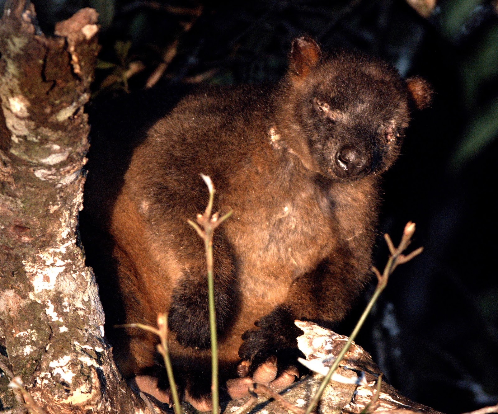 sunshinecoastbirds: Queensland Road Trip 4: Tree-Kangaroo & Possums at ...