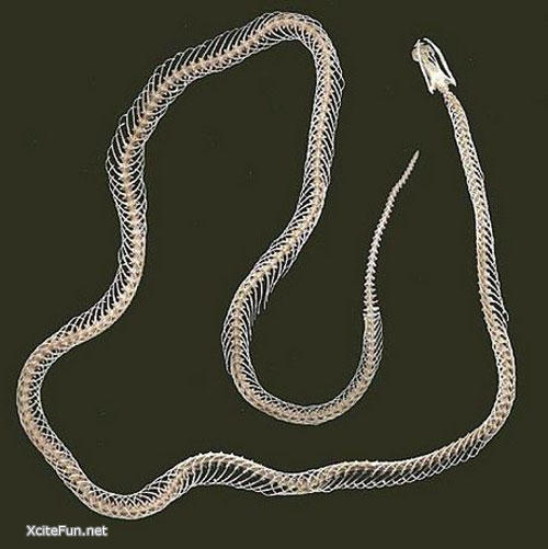 Foto foto tulang ular yang luar biasa | BOMBA DOT COM