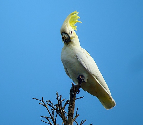 Yellow Cockatoo