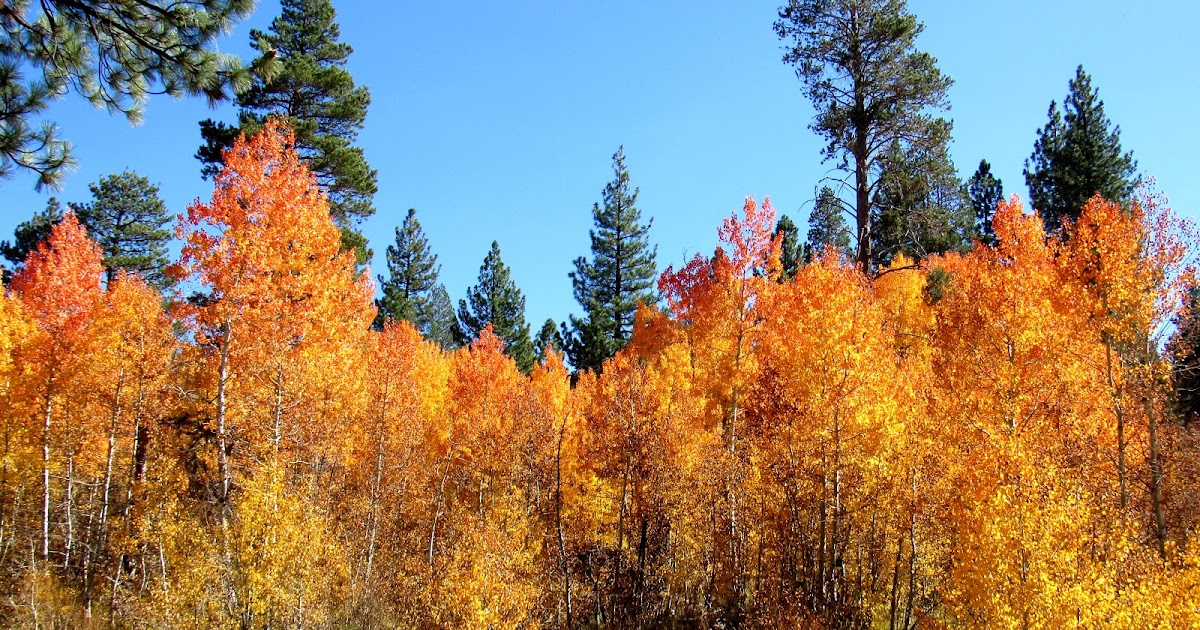 Quaking Aspen: Star of the Autumnal Sierra