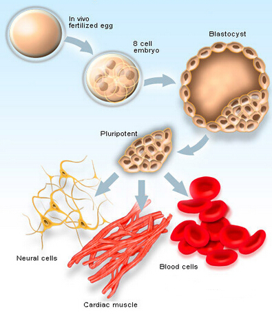 treatment for kidney disease: Stem Cell Therapy Help Patients with CKD ...