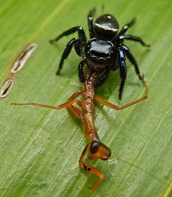 News from Coquette Point