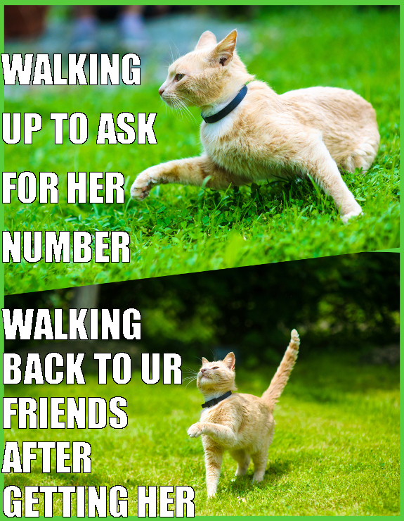 Great Cats Be Funny BLOG