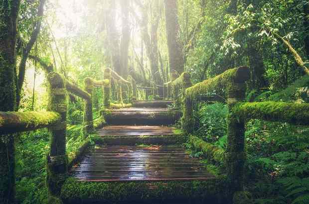 Engineering plants for a sustainable development