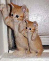 Sweet Nothings: ...copy cat..copy cat......CO.P.CAT