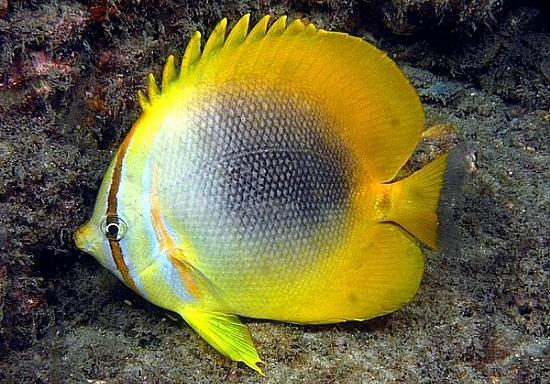D' Ocean Aquarium: Ikan Kepe kepe (Butterfly Fish)