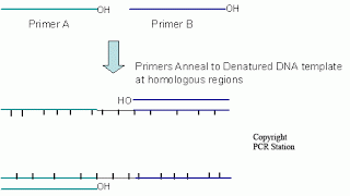 Lab Series# 5: DNA amplification in Lab