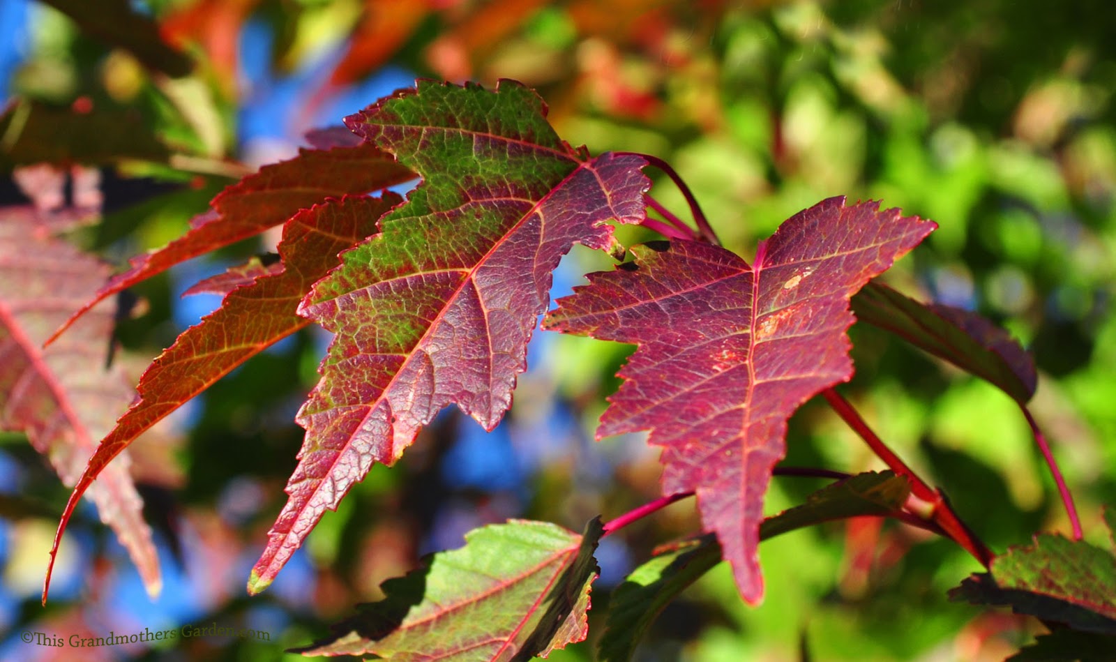 This Grandmother's Garden: The Mystery of Autumn... The Facts May Just ...
