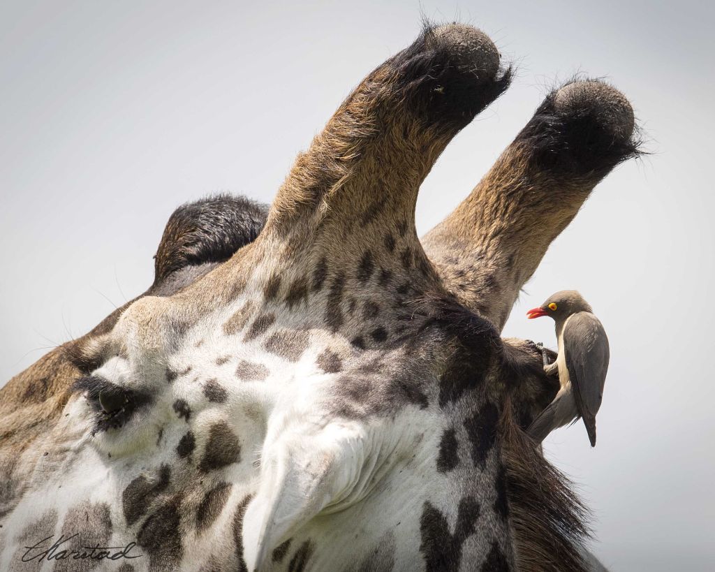 Elsen Karstad's 'Pic-A-Day Kenya': Red-Billed Tickbird and Giraffe ...