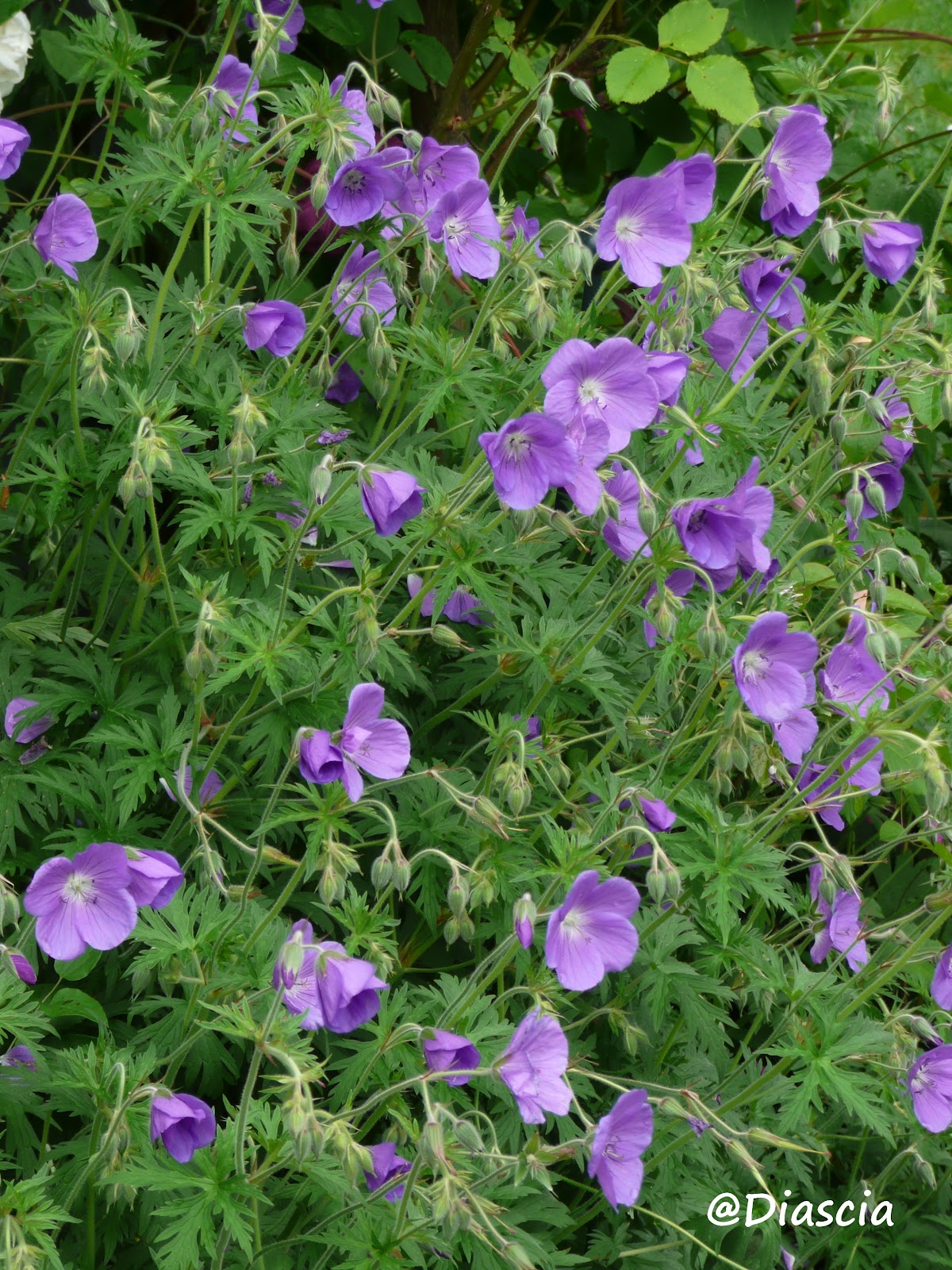 Le jardin de Diascia: GERANIUM ORION