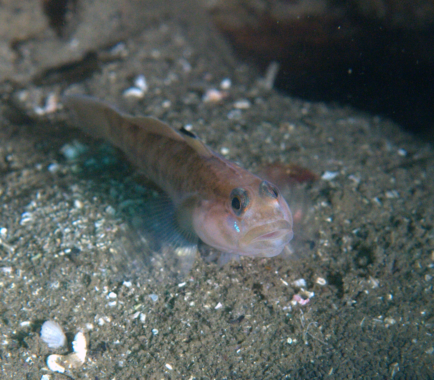 under pressure world: Blackeye Goby- Monterey Bay; Carmel, CA