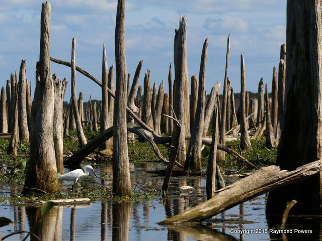 PURE FLORIDA: RODMAN DRAWDOWN PART 2: Life Among The Dead.