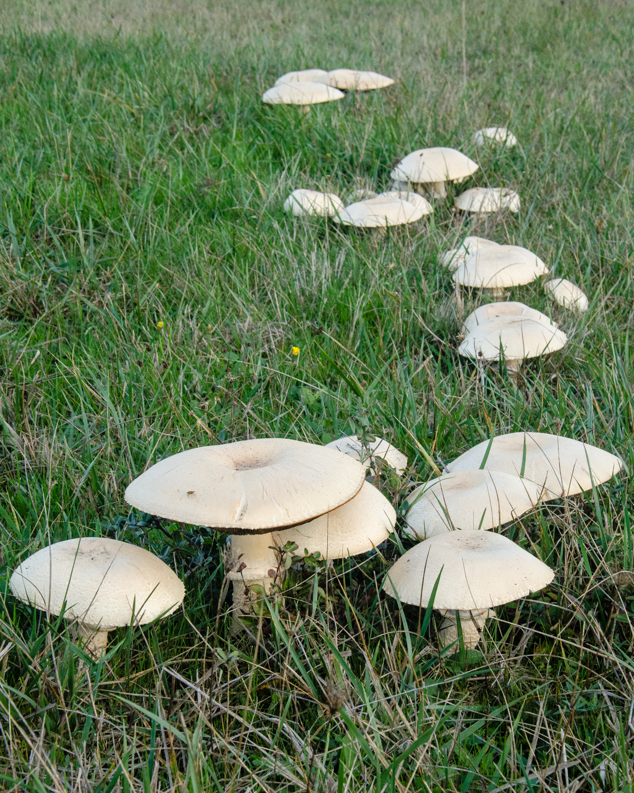 Pacific Northwest Photography: Giant Mushrooms