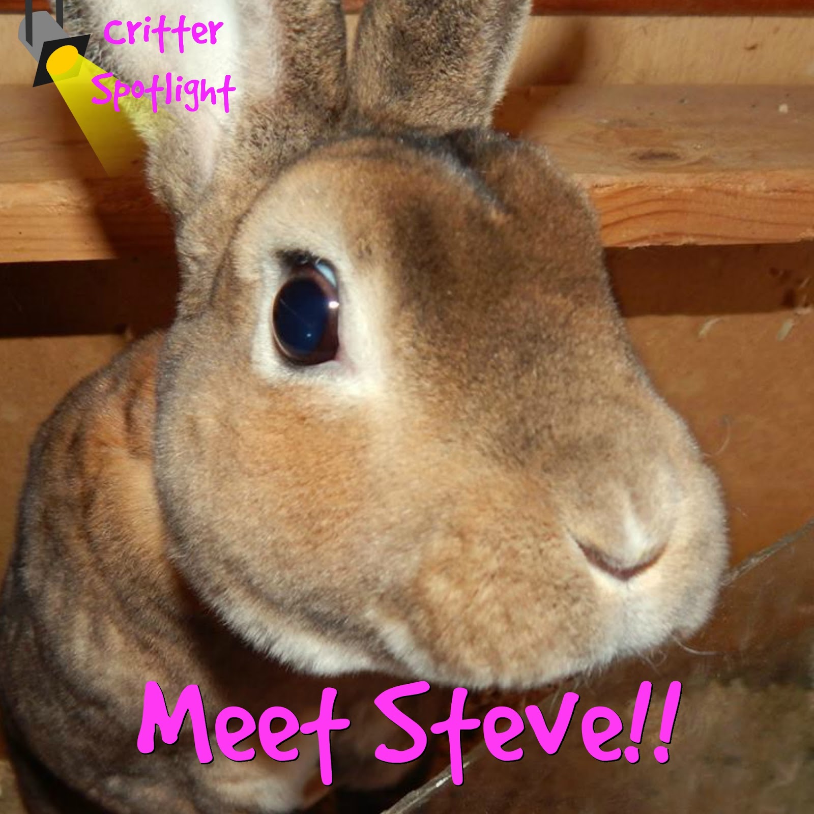 Meet Steve - The (mis)Adventures of a Homesteadin' Mama